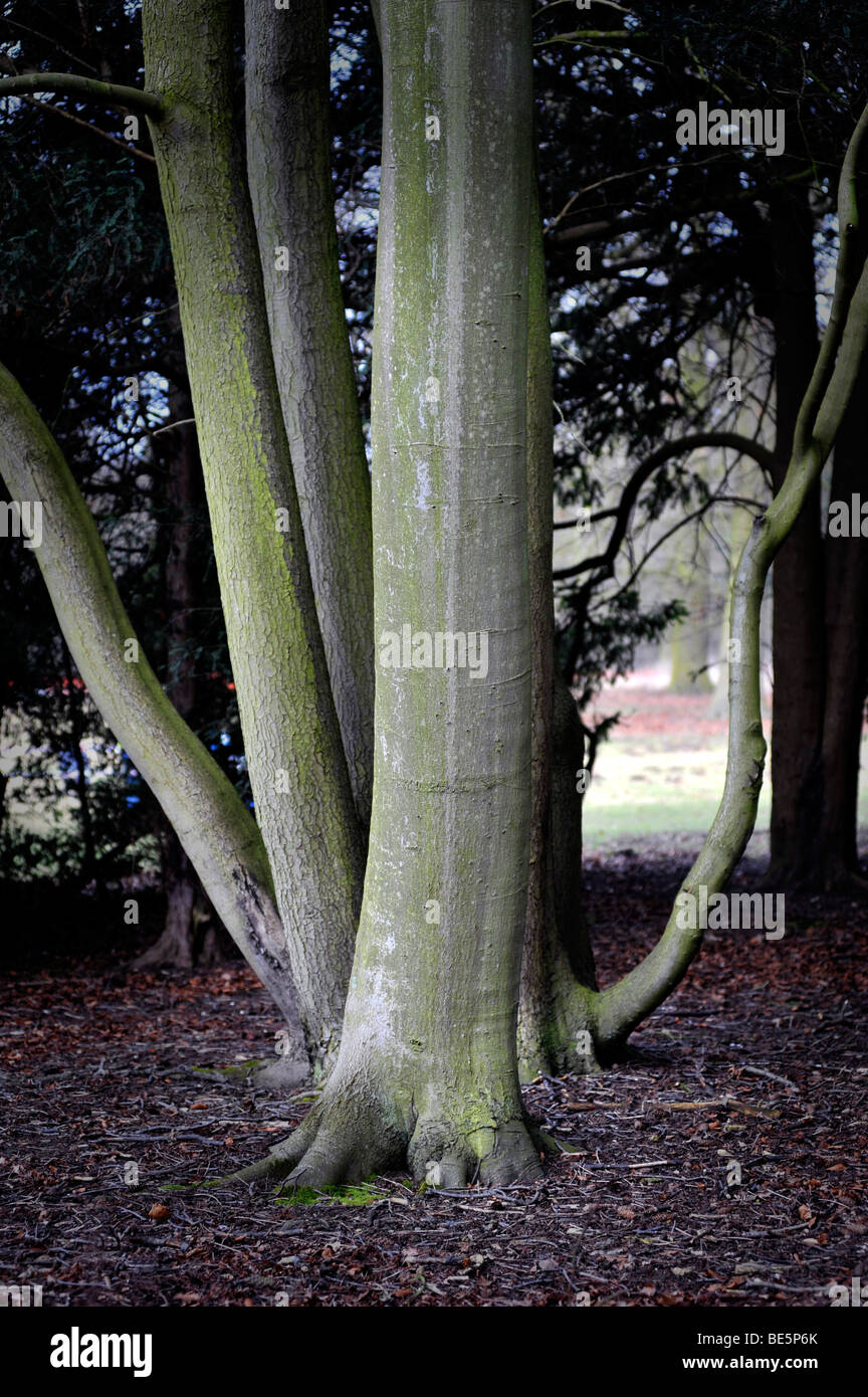 tree in woodland Stock Photo - Alamy