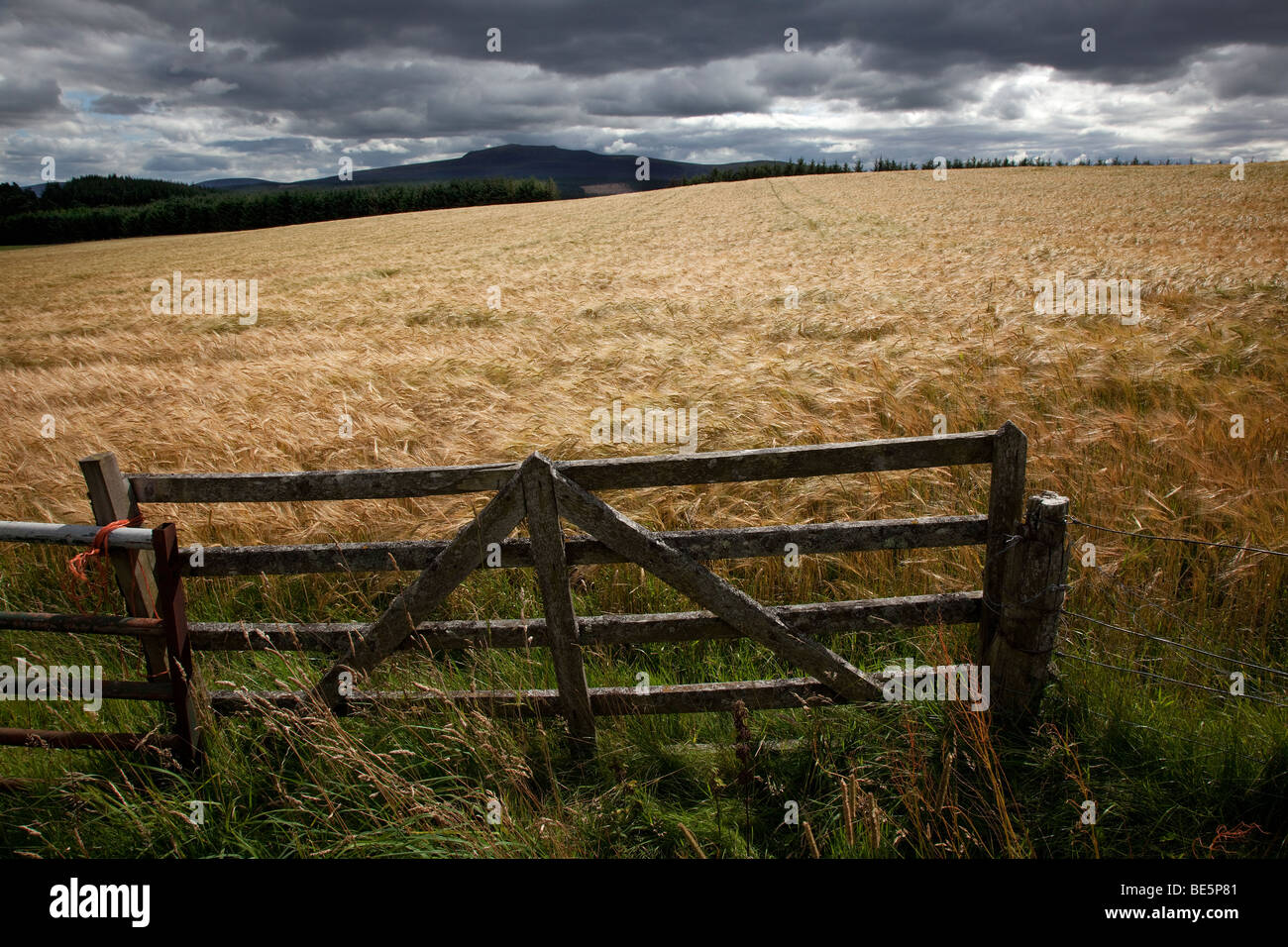 Barley harvest scotland hi-res stock photography and images - Alamy
