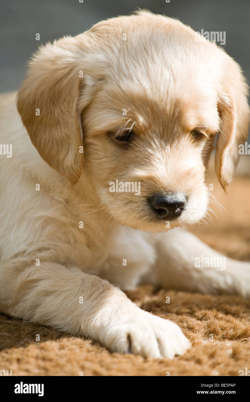 Portrait of a Puppy Stock Photo - Alamy
