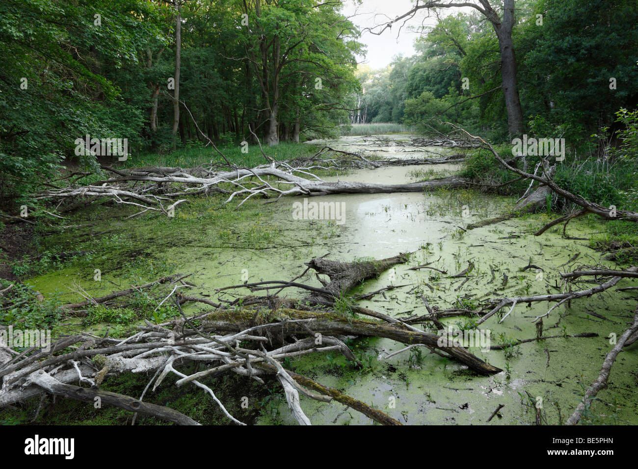 Backwater in Marchauen, Marchegg, Marchfeld, Weinviertel region, Lower ...