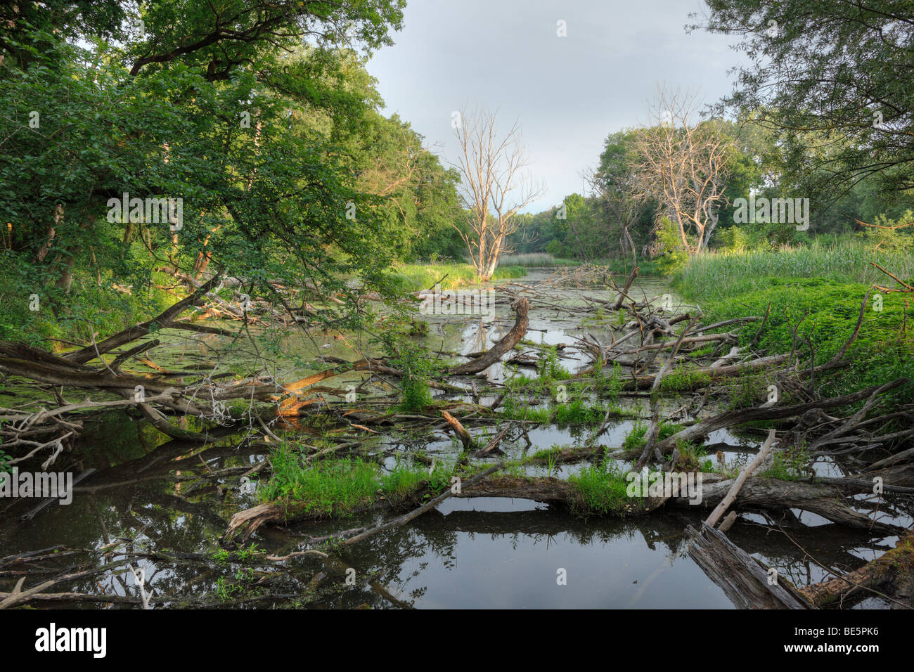 Backwater in Marchauen, Marchegg, Marchfeld, Weinviertel region, Lower ...