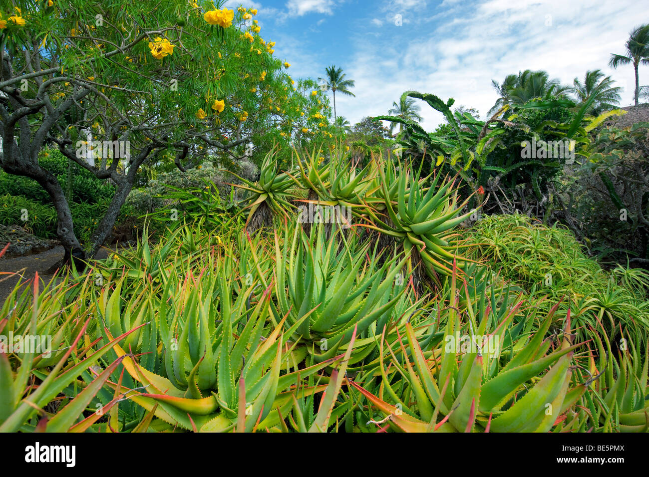 Aloe hi-res stock photography and images - Alamy