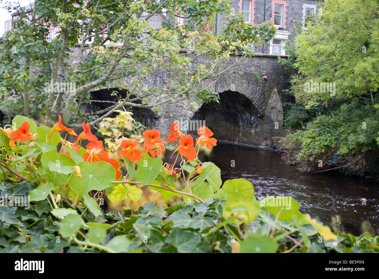 Nastrium hi-res stock photography and images - Alamy
