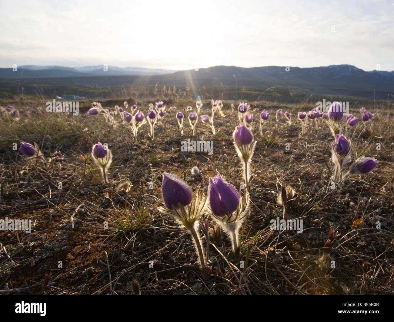 Prairie crocus canada spring hi-res stock photography and images - Alamy
