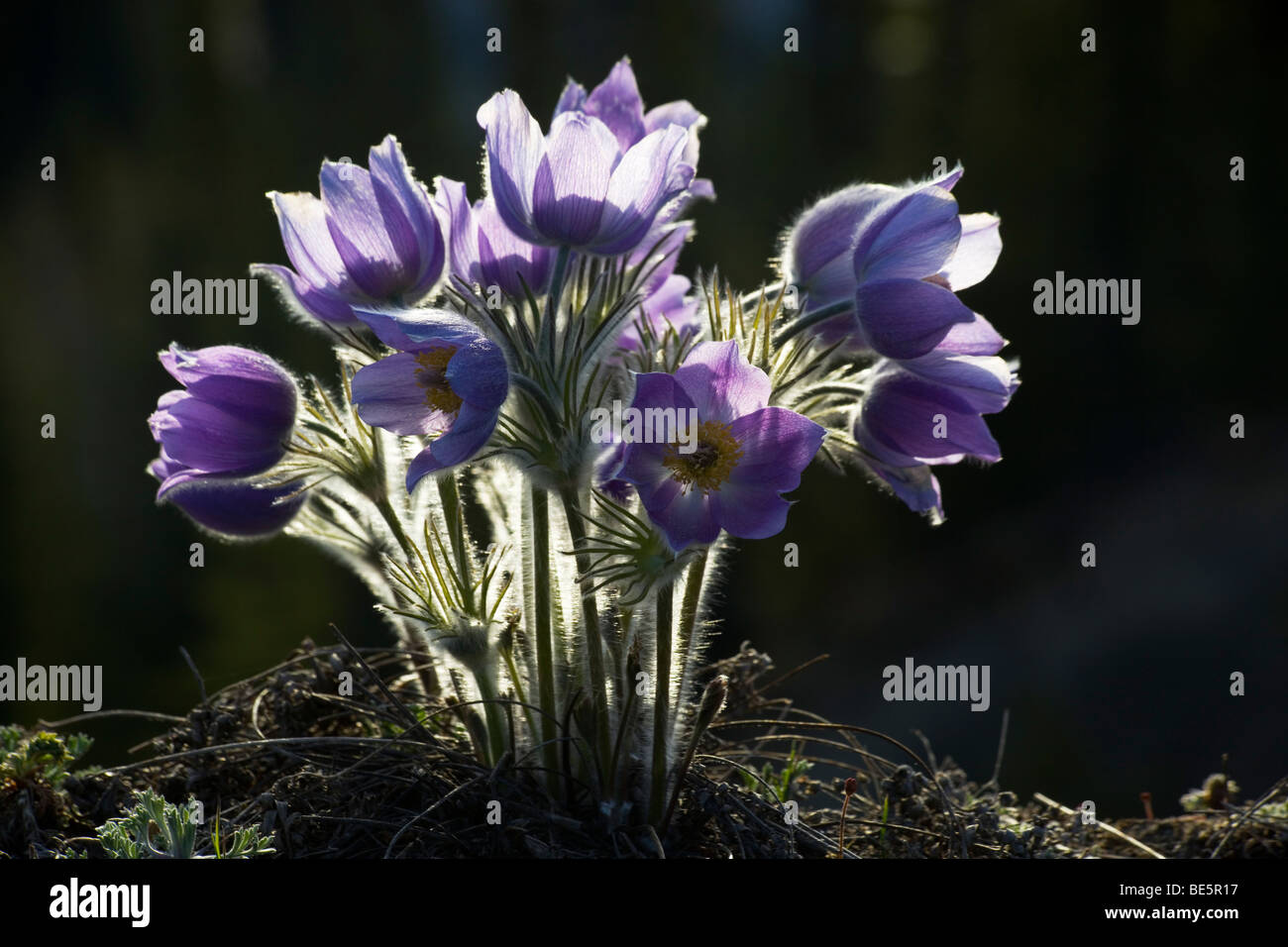 Prairie crocus canada spring hi-res stock photography and images - Alamy