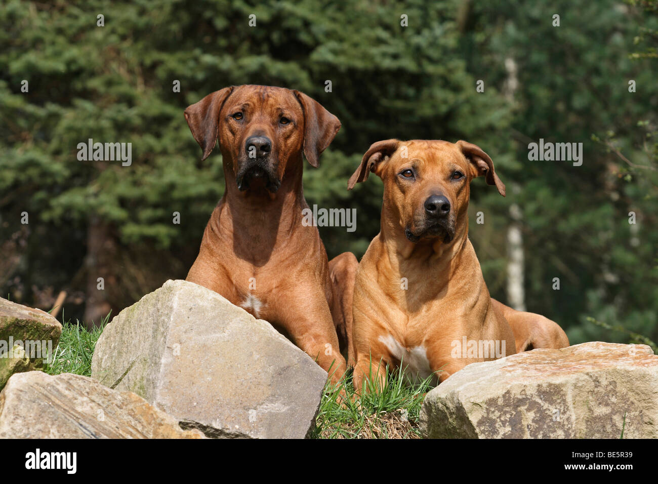 Rhodesian hund hi-res stock photography and images - Alamy