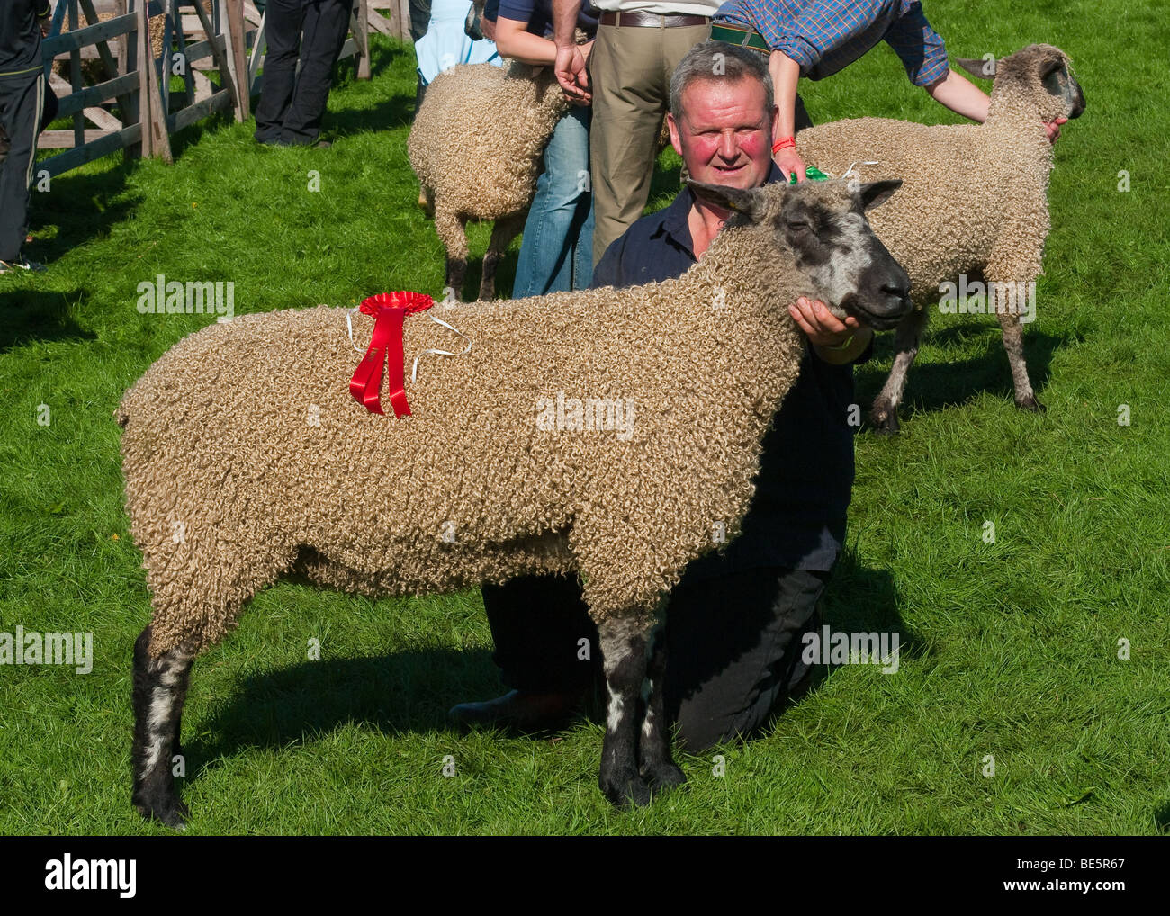 Prize sheep hi-res stock photography and images - Alamy