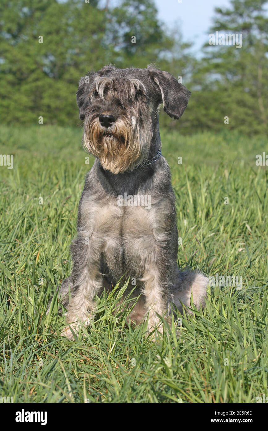 Schnauzer sitting on a meadow Stock Photo - Alamy