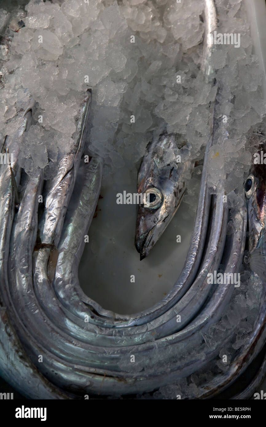 Schwertformiger hi-res stock photography and images - Alamy