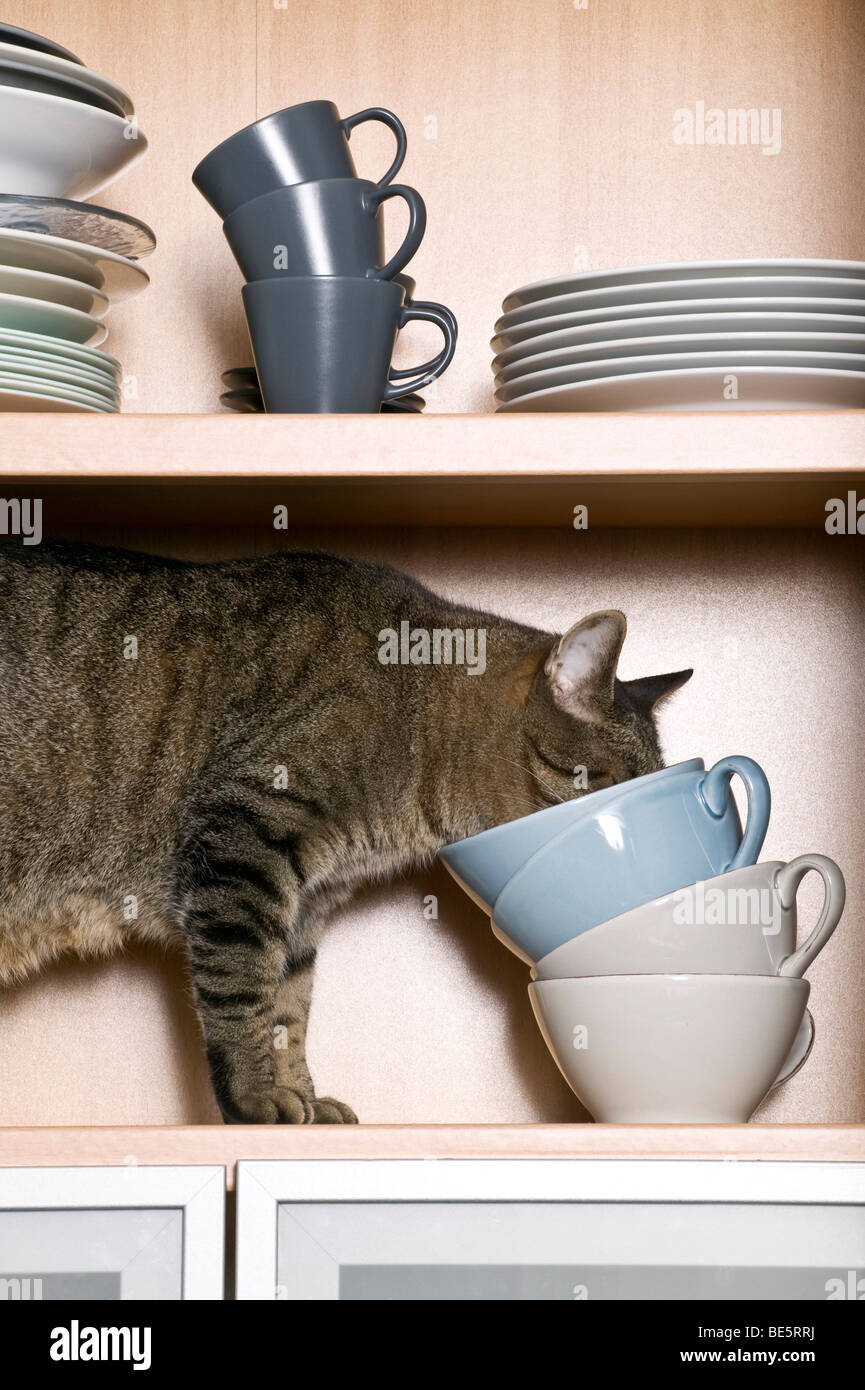 Male cat looking for food in the kitchen cupboard Stock Photo - Alamy