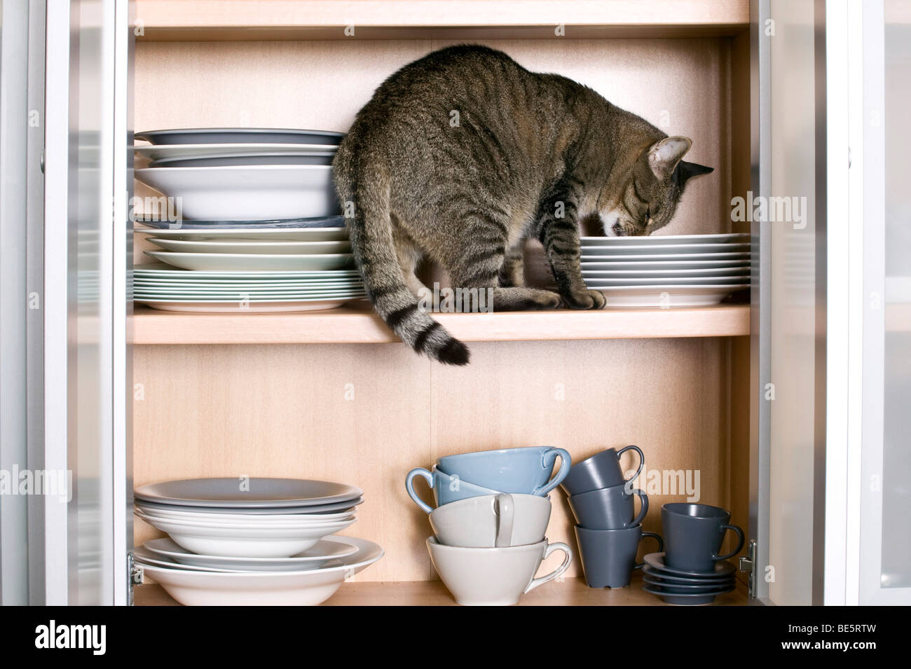 Male cat looking for food in the kitchen cupboard Stock Photo - Alamy