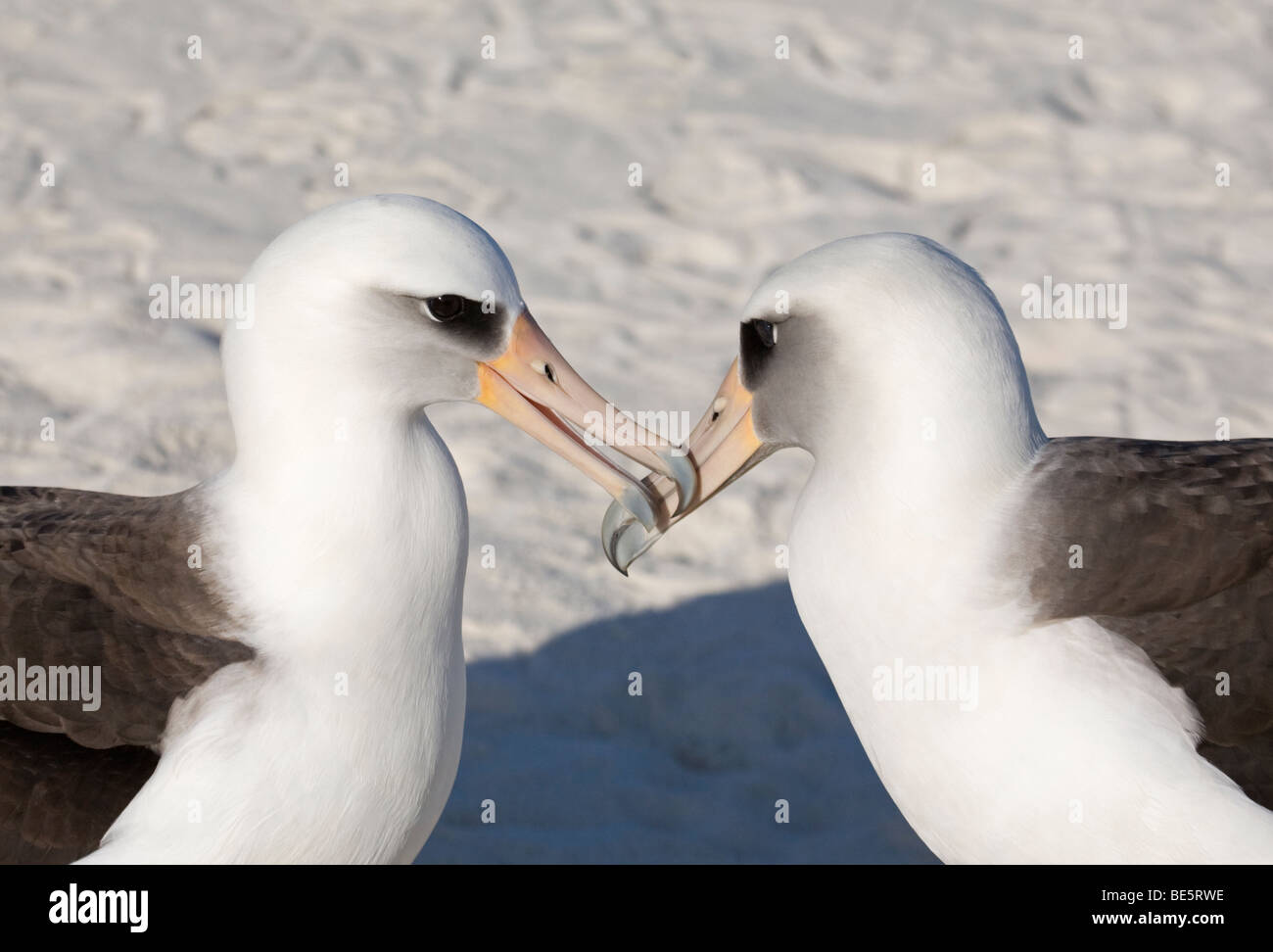 Laysan Albatross pair courting on a beach in Midway Atoll Stock Photo ...