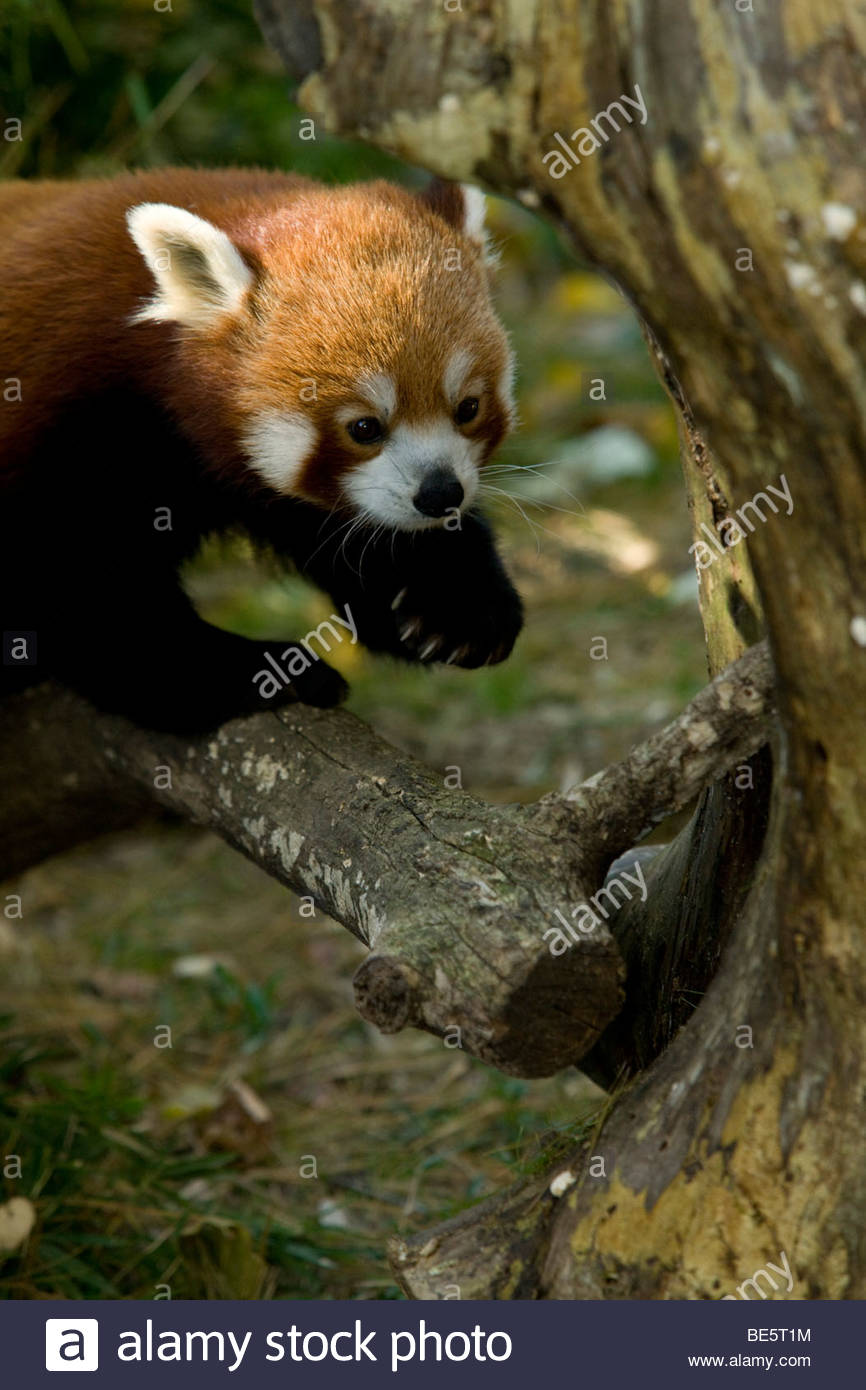 Central Park Zoo Stock Photos & Central Park Zoo Stock Images - Alamy