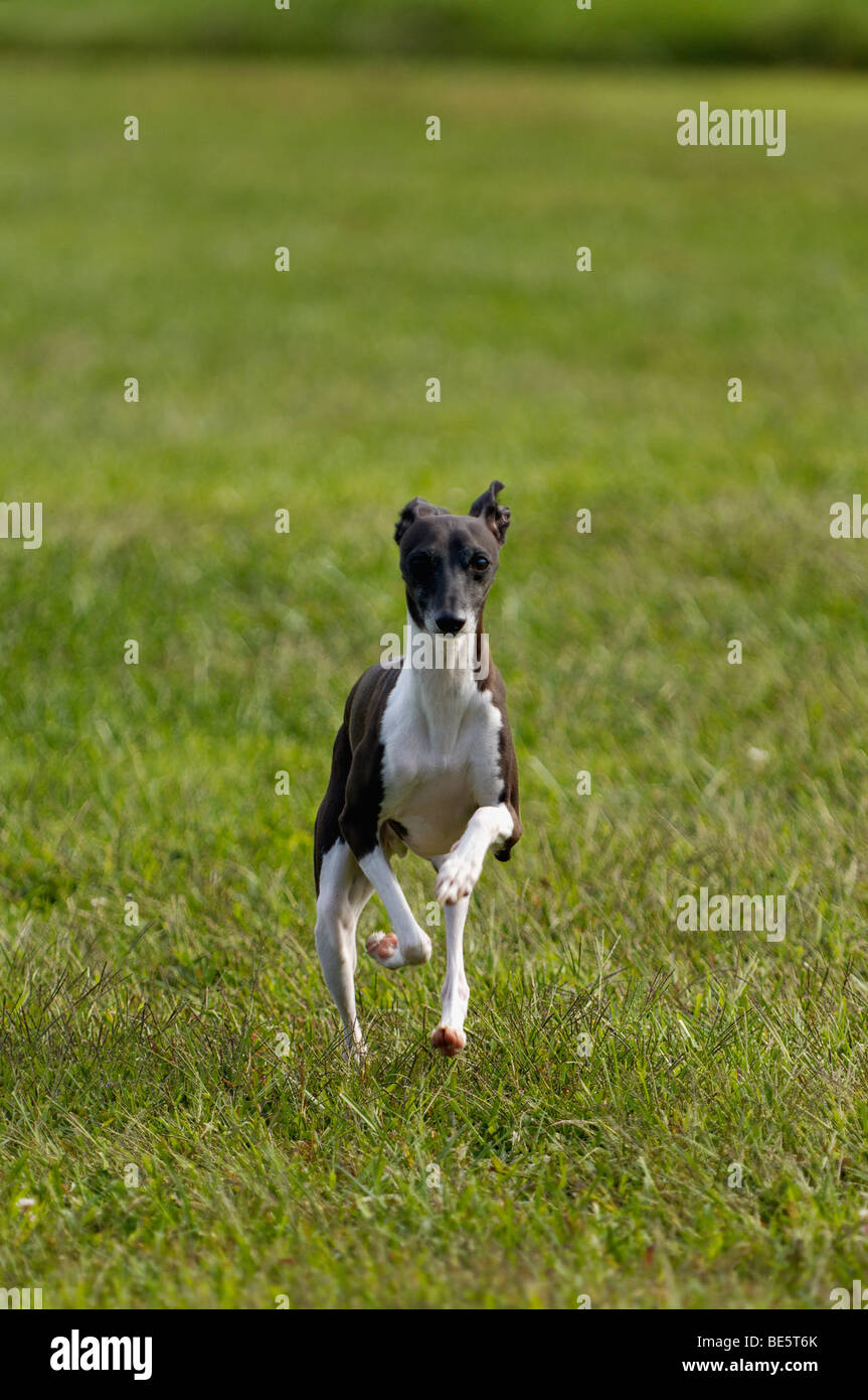 Italian Greyhound Running Stock Photo - Alamy