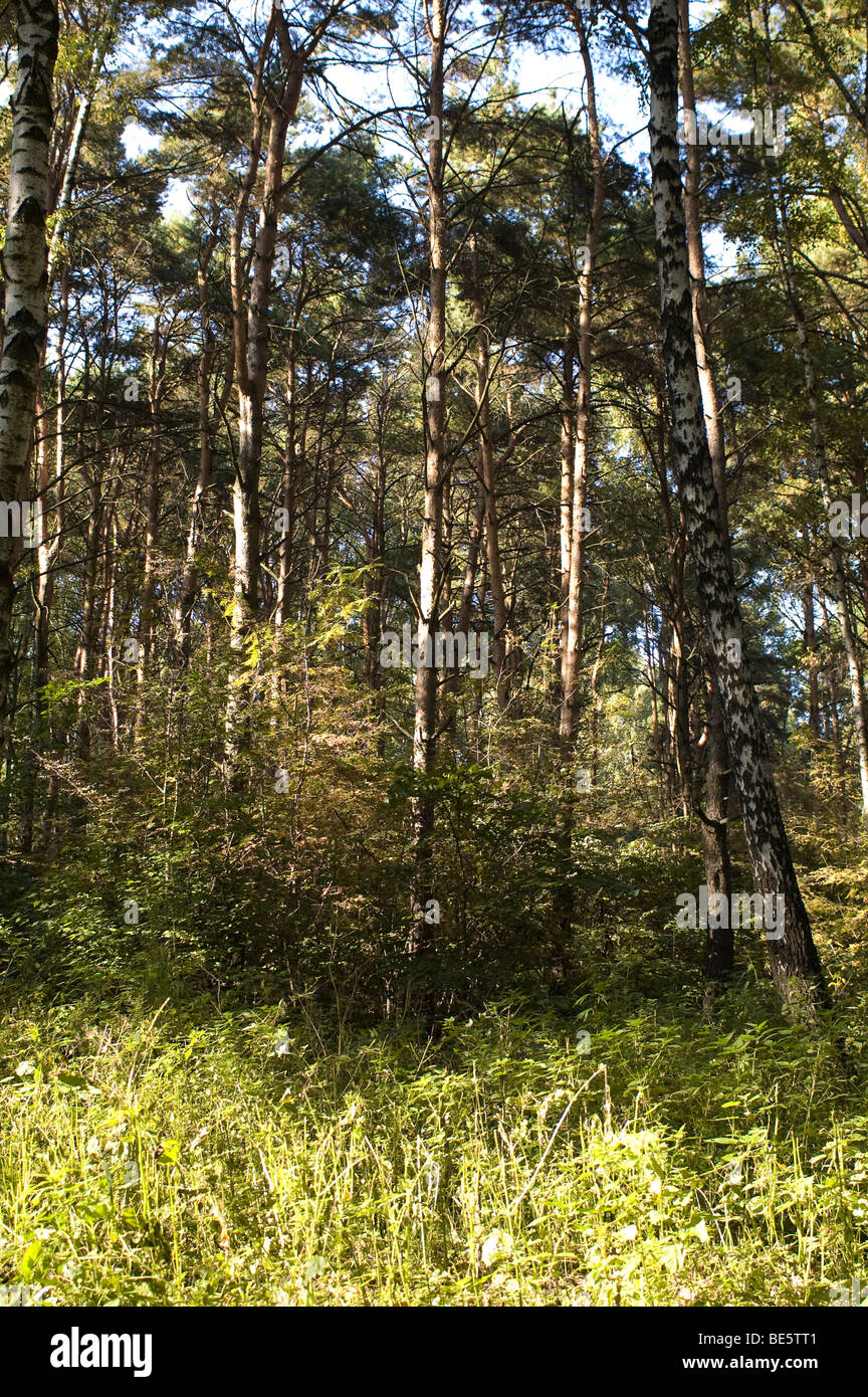 Moscow park hi-res stock photography and images - Alamy