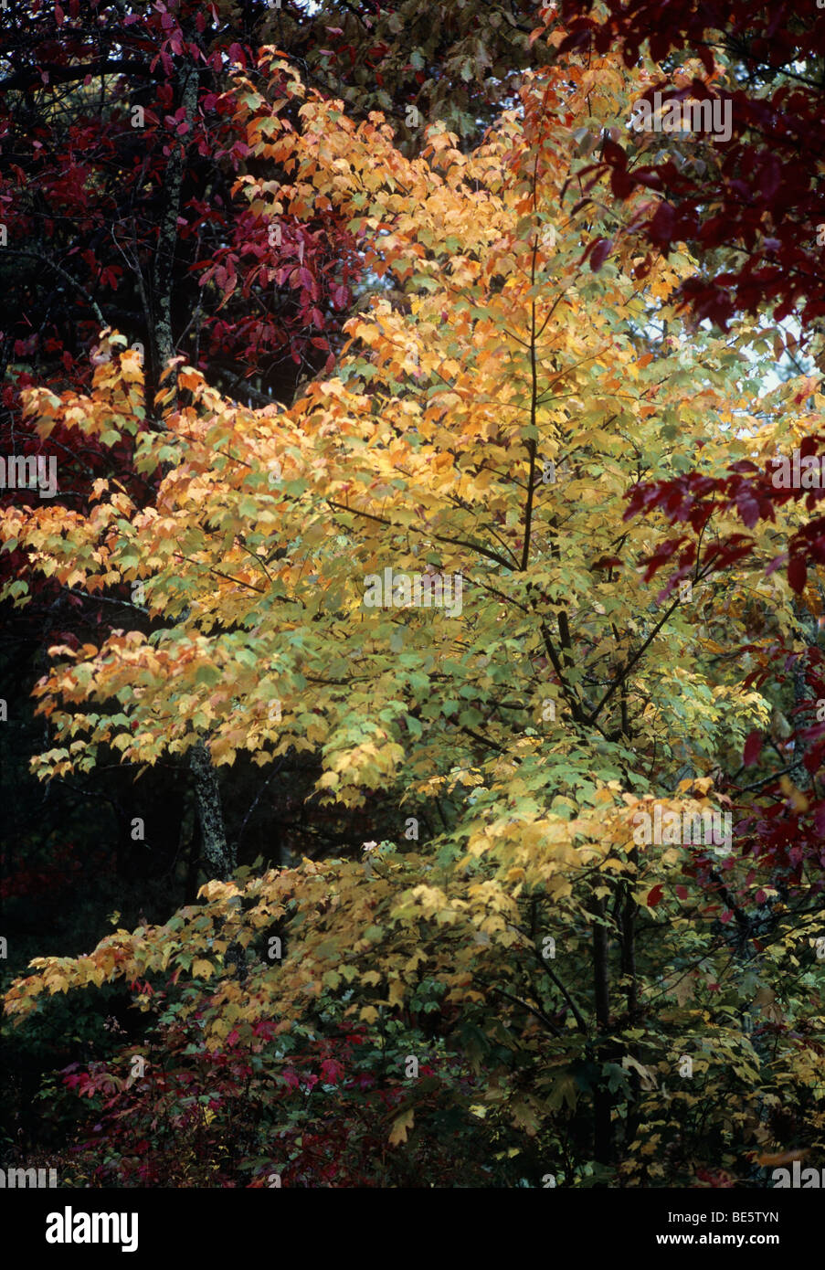 The colors of fall in a forest in the Talladega National Forest ...