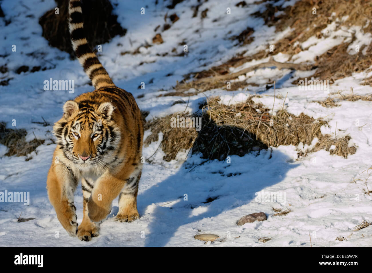 Running tiger hi-res stock photography and images - Alamy
