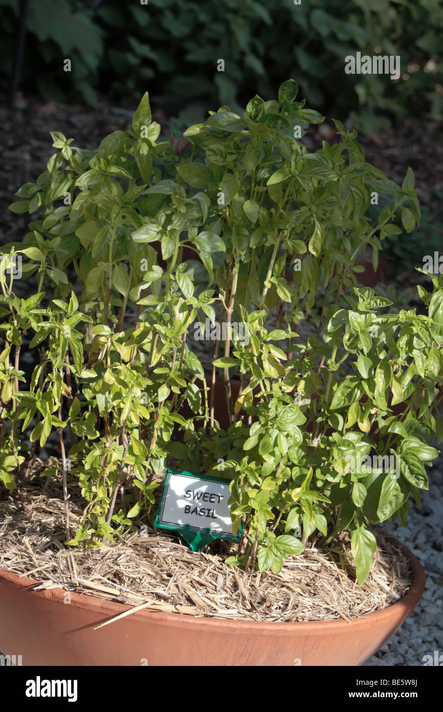 Popular herb basil hi-res stock photography and images - Alamy