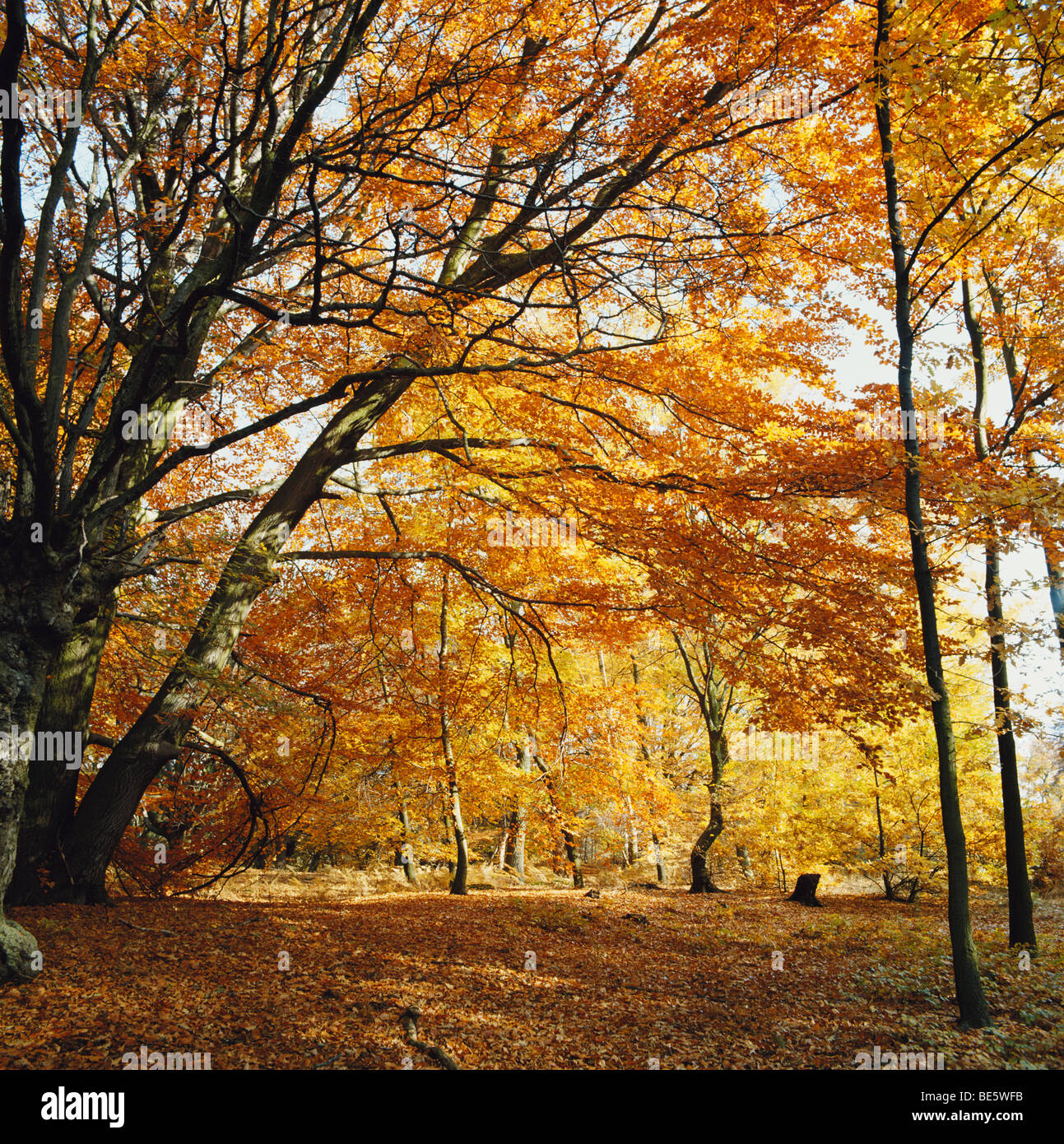 Autumn woodland trees glade hi-res stock photography and images - Alamy