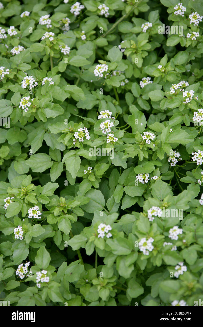 Wild Watercress, Nasturtium officinale, Brassicaceae. UK Stock Photo ...