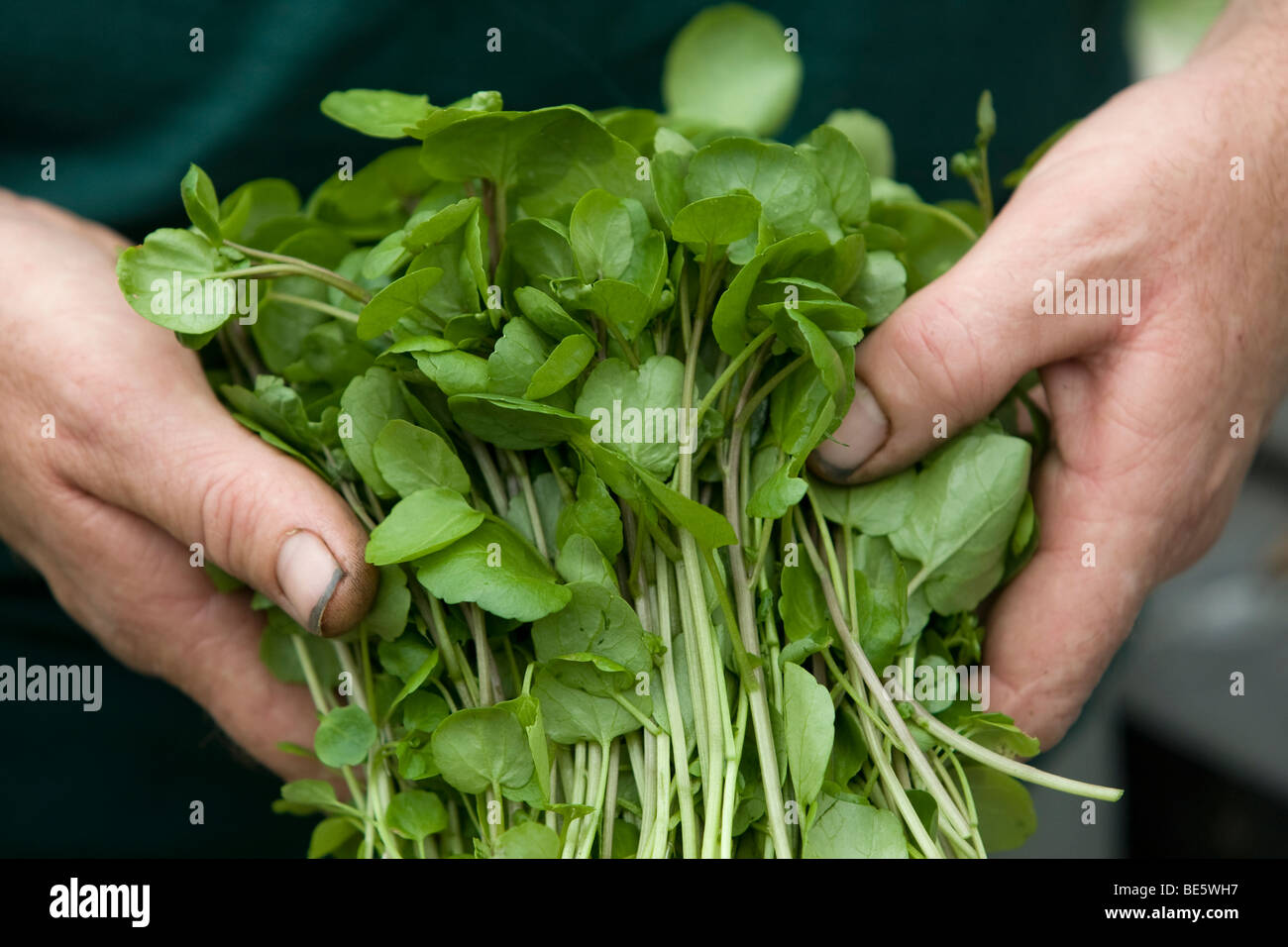 Wirral watercress hi-res stock photography and images - Alamy