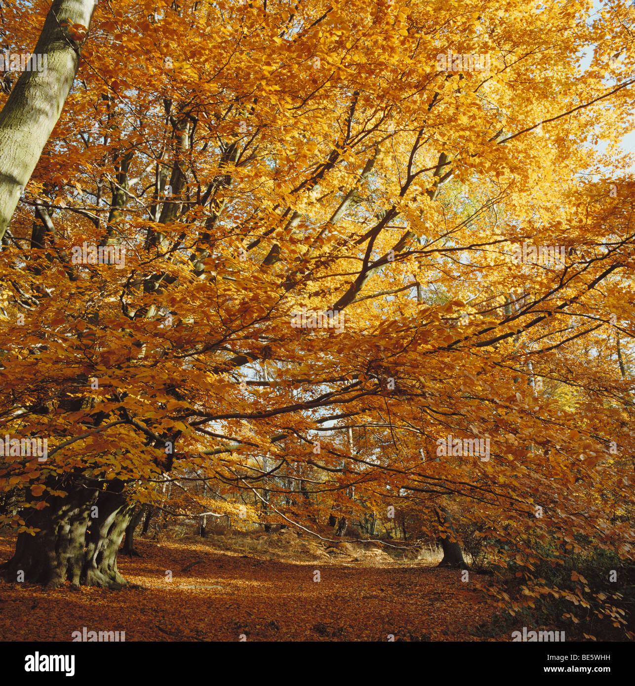 Woodland in essex uk hi-res stock photography and images - Alamy