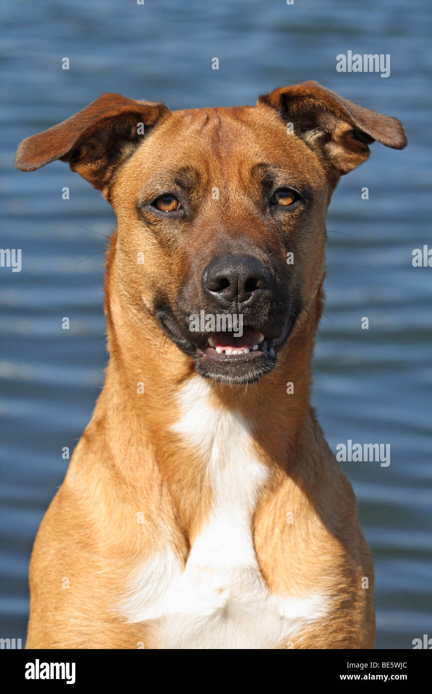 Malinois looking back hi-res stock photography and images - Alamy
