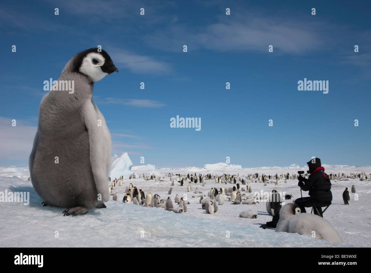 close-up cute fluffy baby Emperor penguin looking at camera from ice ...