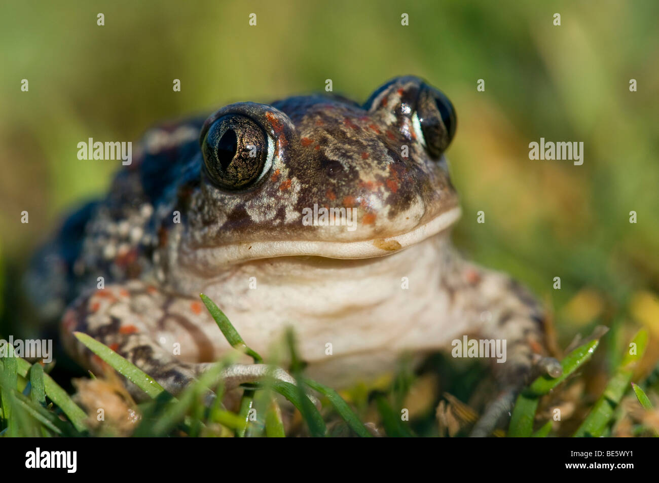 Spadefoot toads hi-res stock photography and images - Alamy