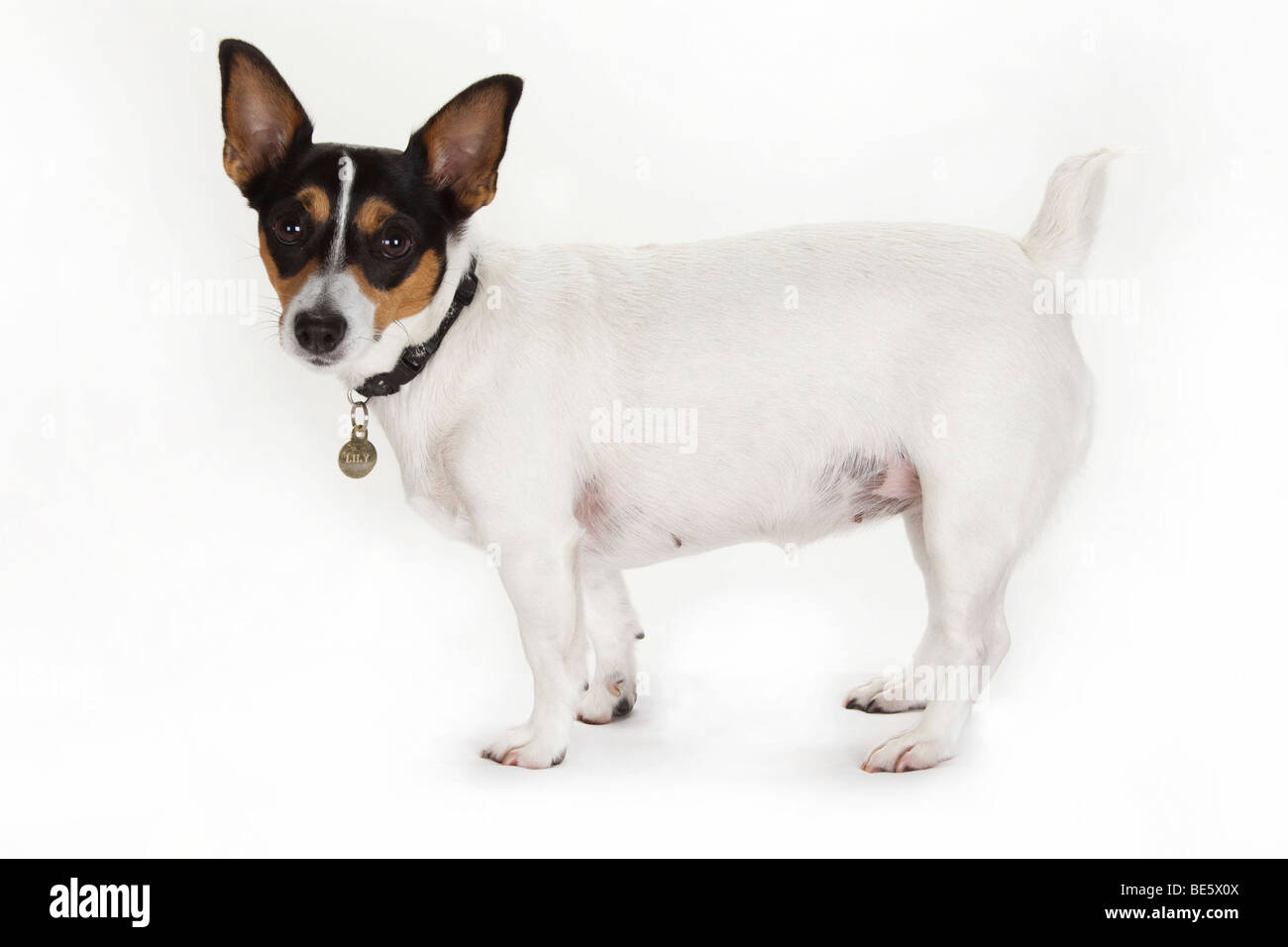 Jack Russell Terrier female pet dog. Bitch ears pricked up Stock Photo ...