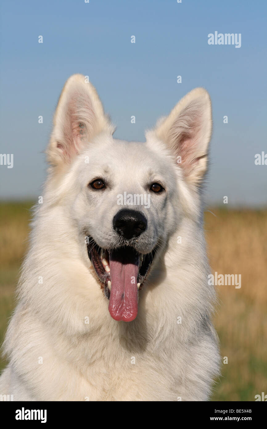 Swiss shepherd hi-res stock photography and images - Alamy