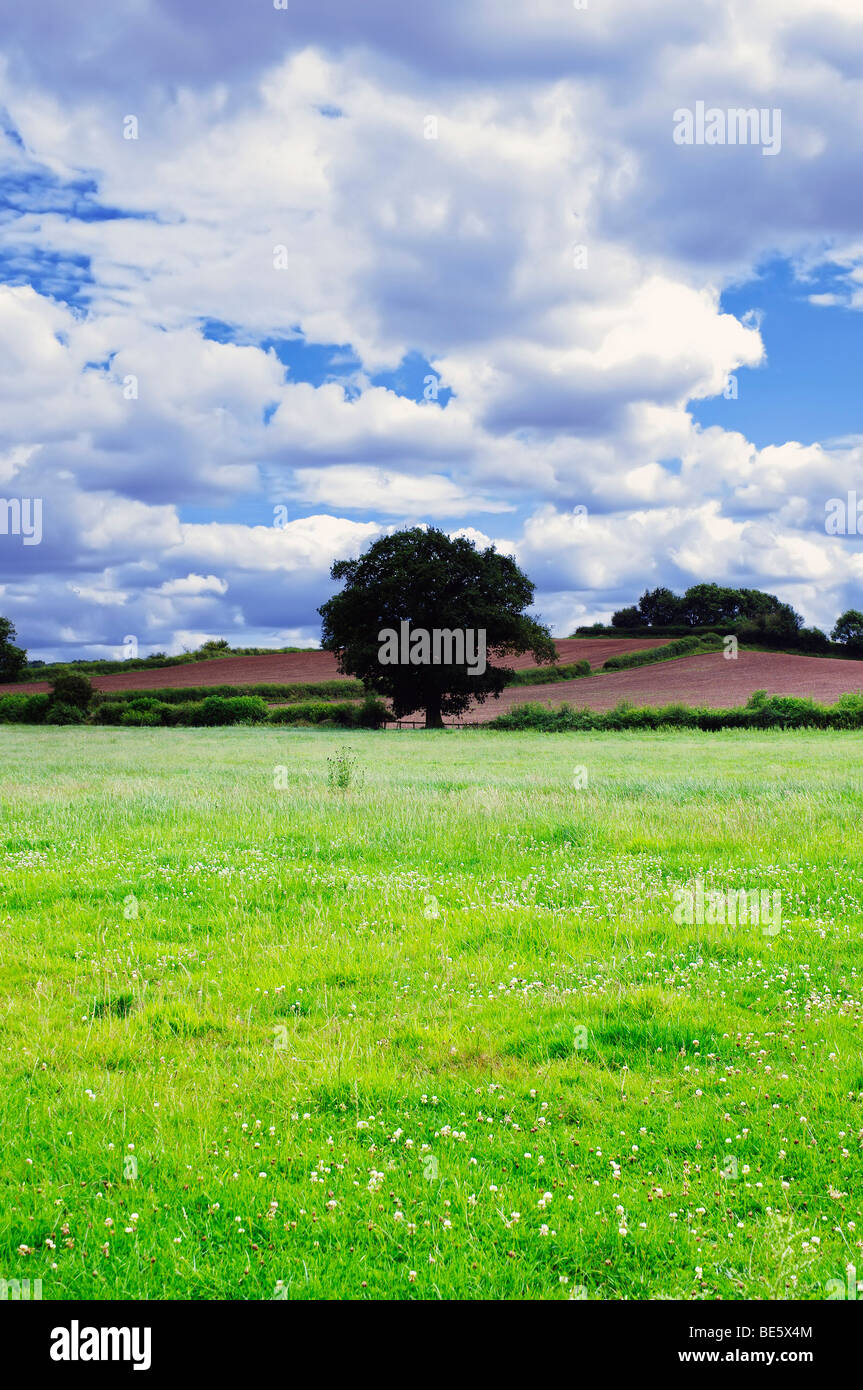 field of grass with trees behind Stock Photo - Alamy