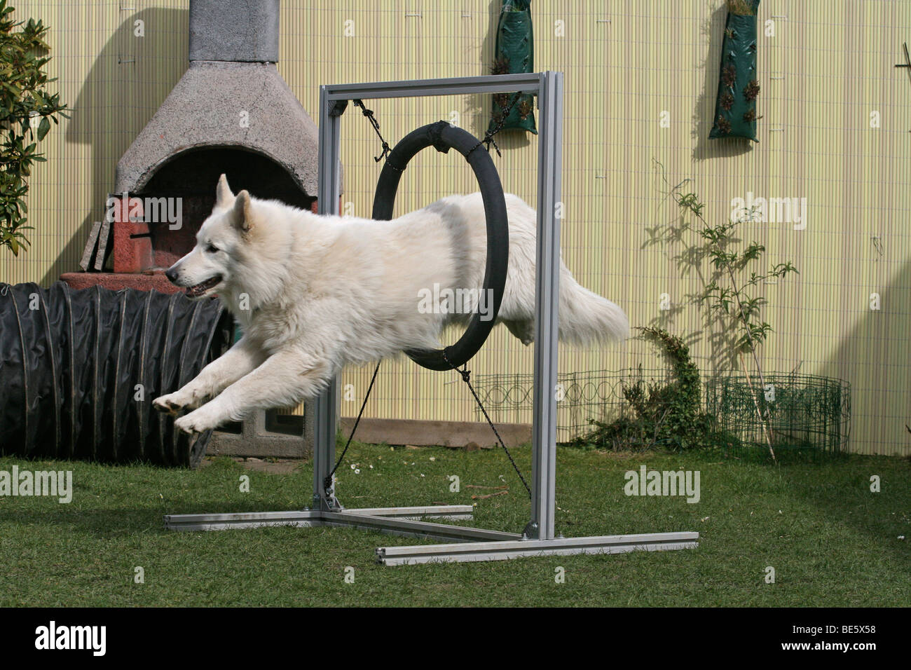 White Swiss Shepherd, male, jumping through an agility-tire Stock Photo ...