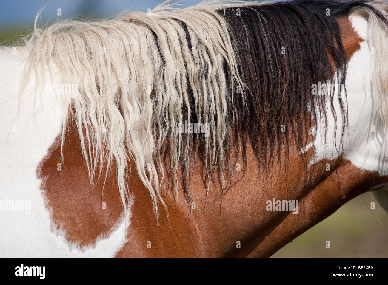 Pinto horse hi-res stock photography and images - Alamy