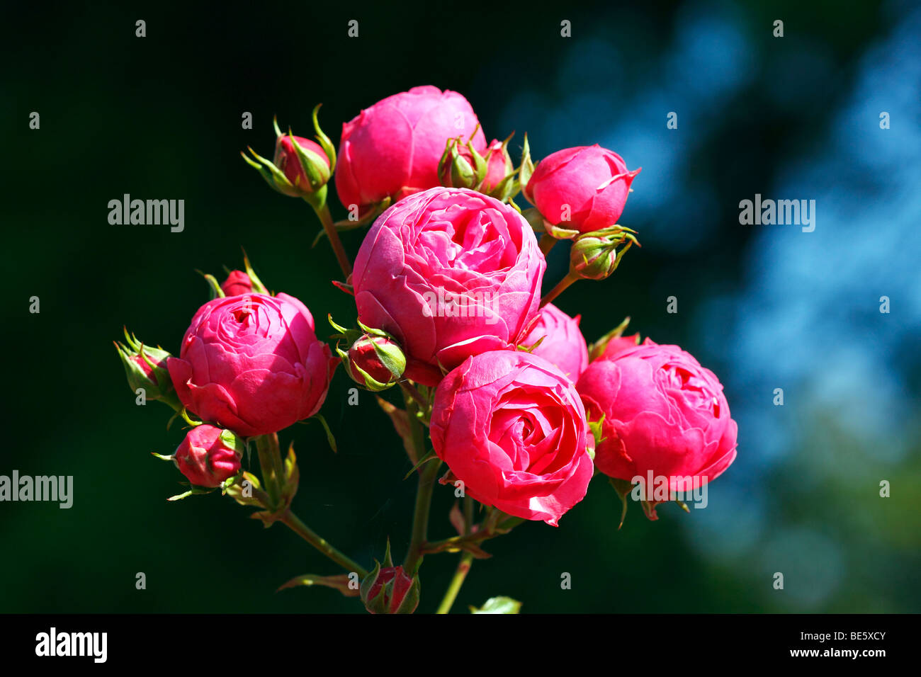 Rose Pomponella (Rosa cultivar Pomponella Stock Photo - Alamy