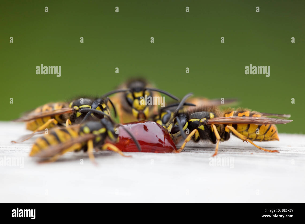 wasps eating jam Stock Photo - Alamy