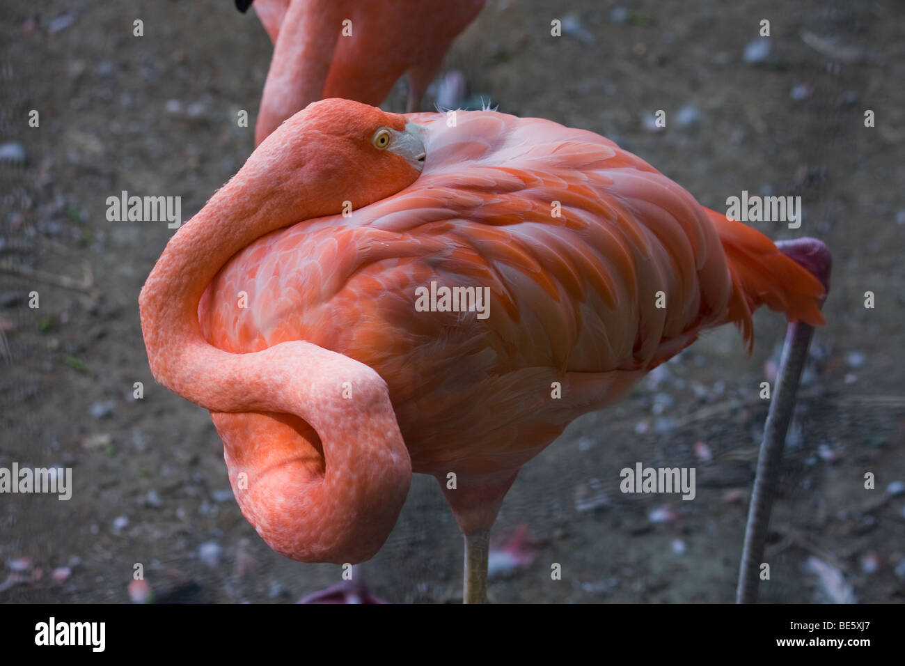 Pink Flamingo resting Stock Photo - Alamy