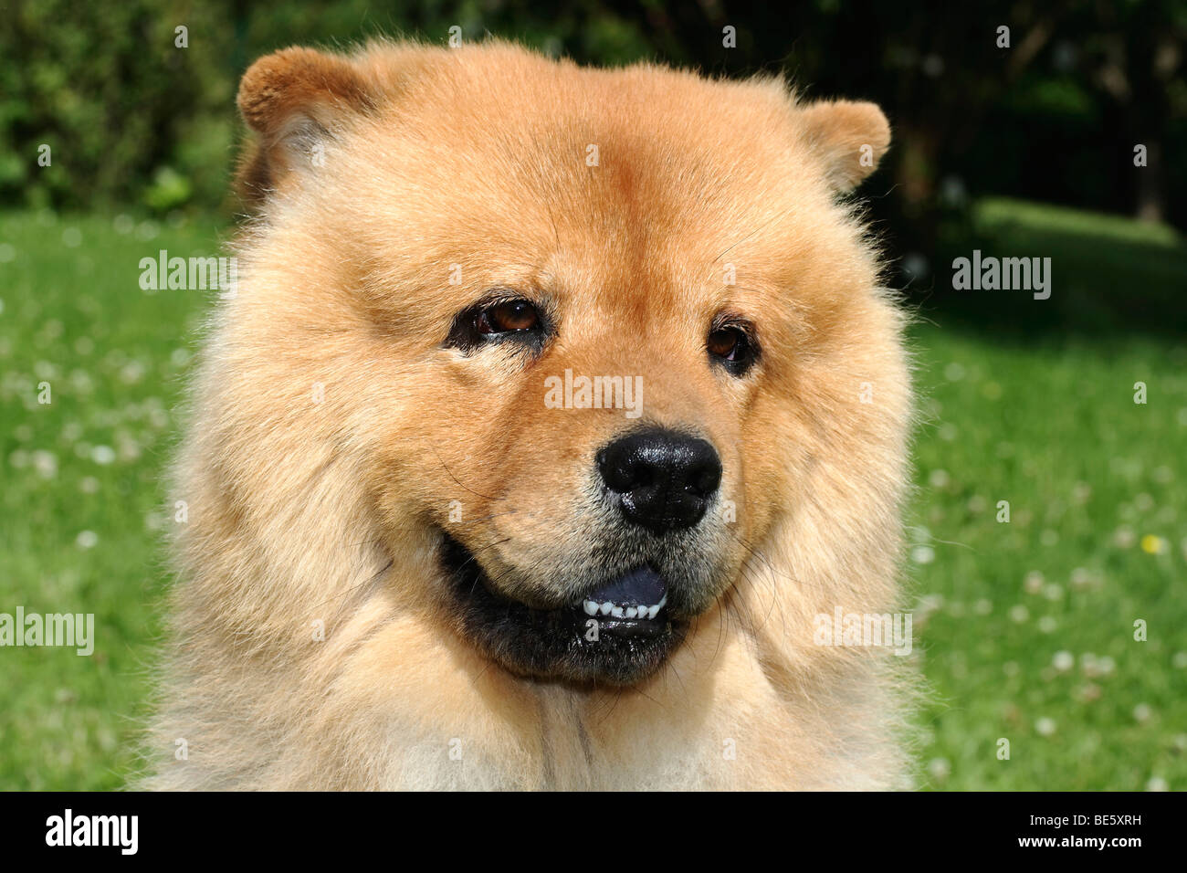 Portrait of a male Chow Chow dog in the garden Stock Photo - Alamy
