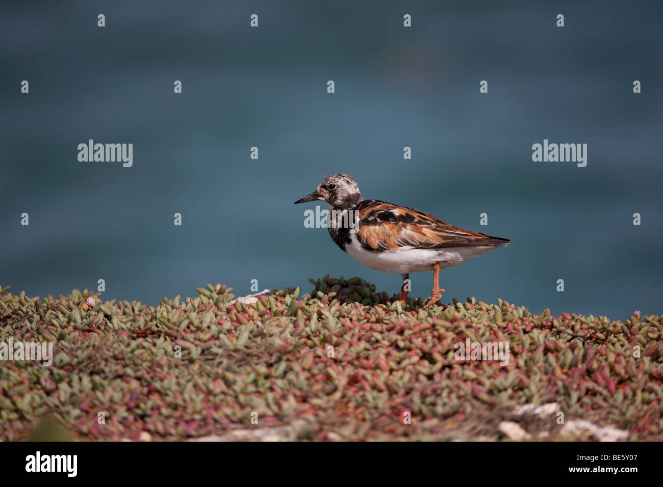 Ruddy Turnstone (Arenaria interpres morinella), male in molt to winter ...