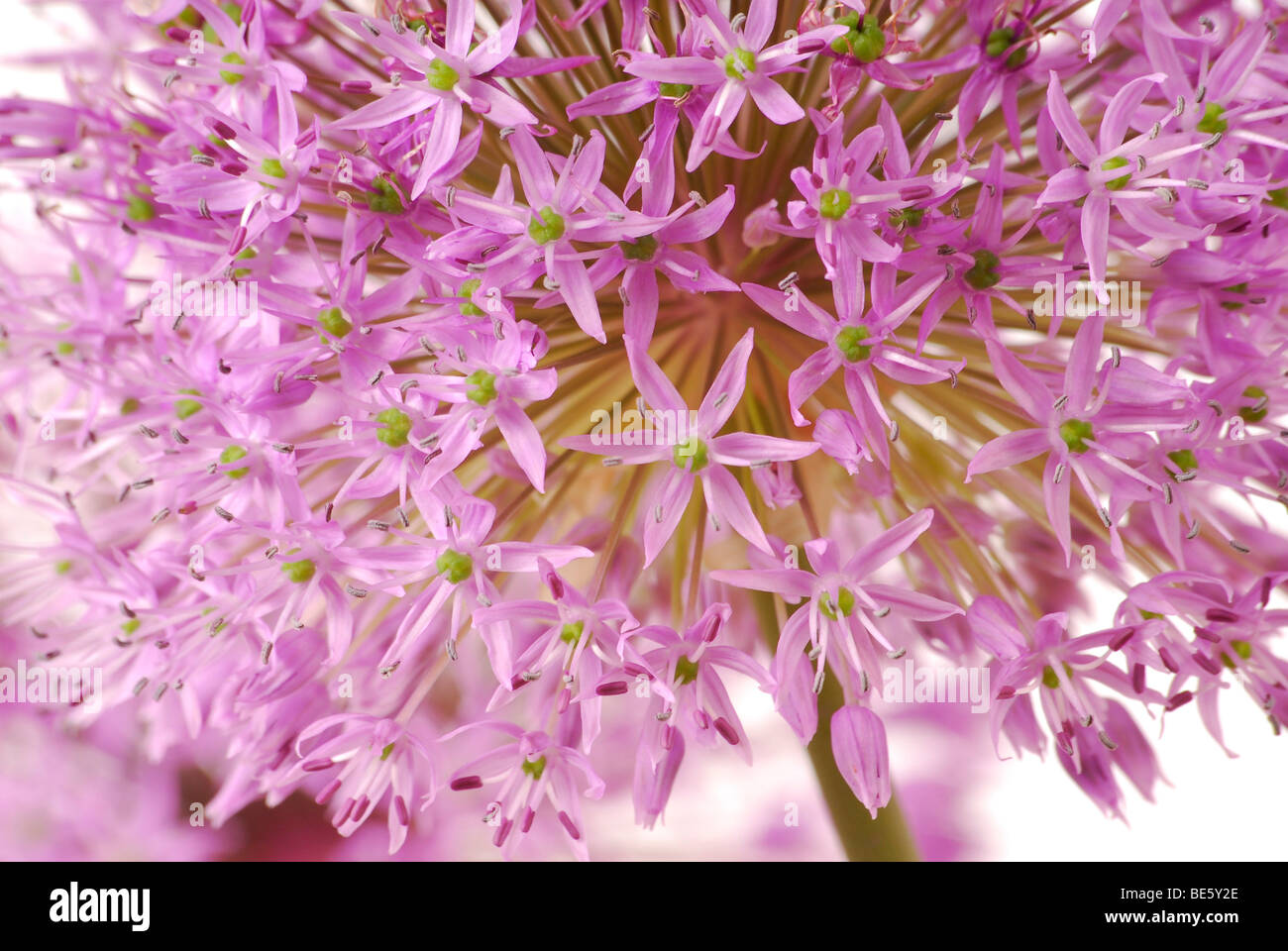 Decorative Allium flower head Stock Photo - Alamy