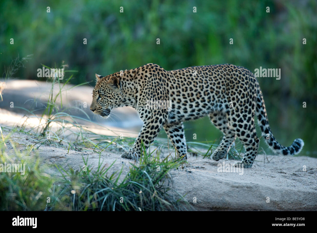 Leopard in a river bed (Panthera pardus), Sabi Sands, Greater Kruger ...