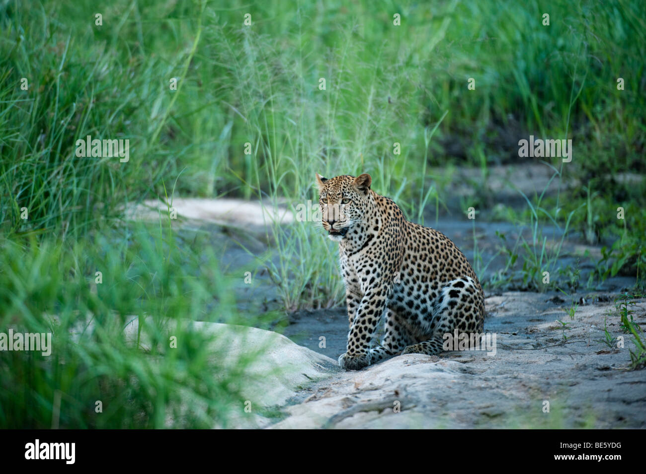 Leopard in a river bed (Panthera pardus), Sabi Sands, Greater Kruger ...