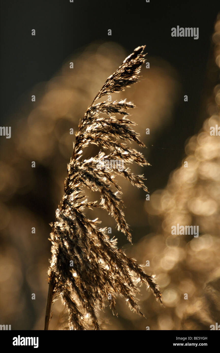 Common Reed, Phragmites australis Stock Photo - Alamy