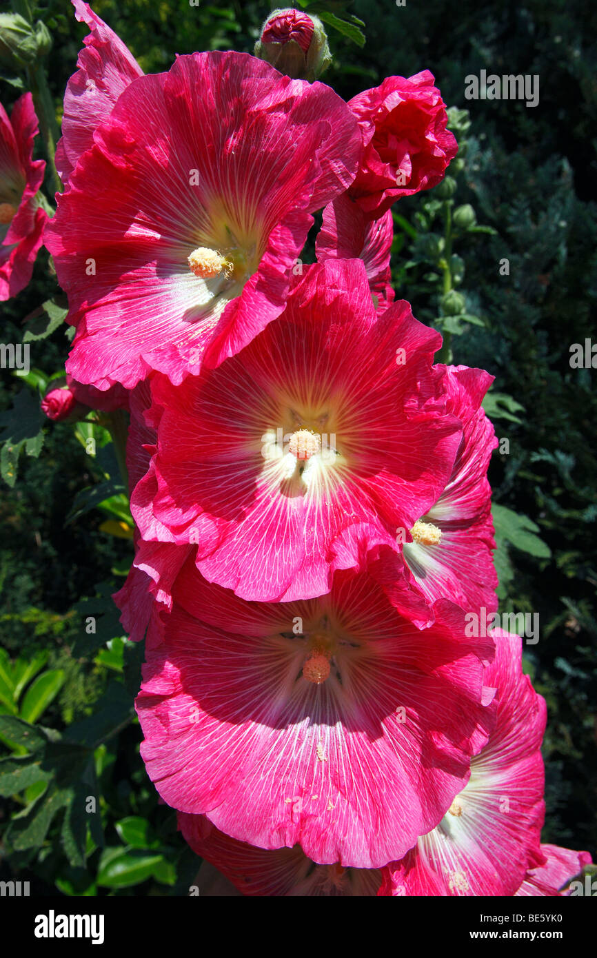 Red Common Hollyhock (Alcea rosea) (Althaea rosea Stock Photo - Alamy