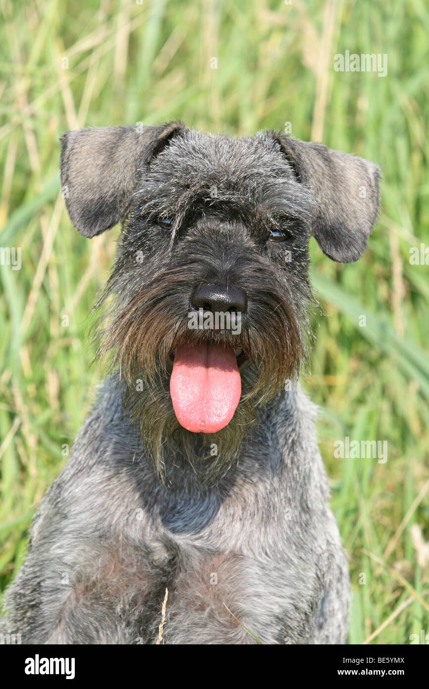 Miniature Schnauzer, portrait Stock Photo - Alamy