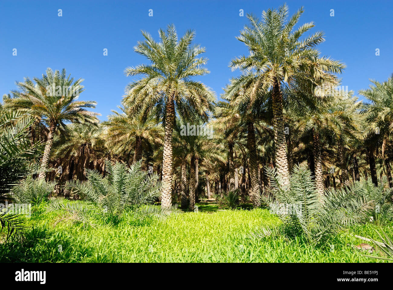 Palm trees and corn field at Tanuf Oasis, Hajar al Gharbi Mountains, Al ...