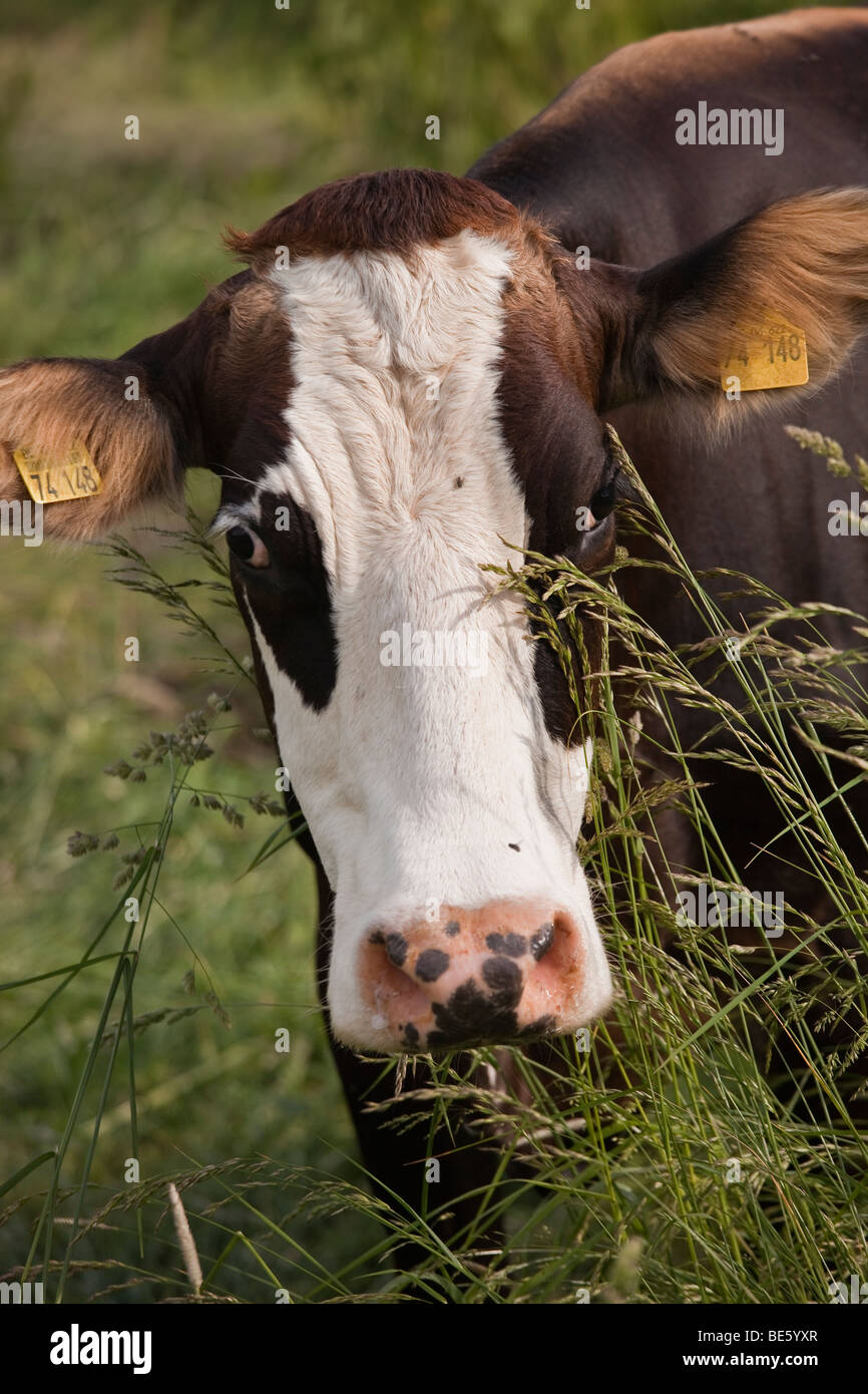 Cow, Simmental Cattle, Simmental, Limburg, Hesse, Germany, Europe Stock ...