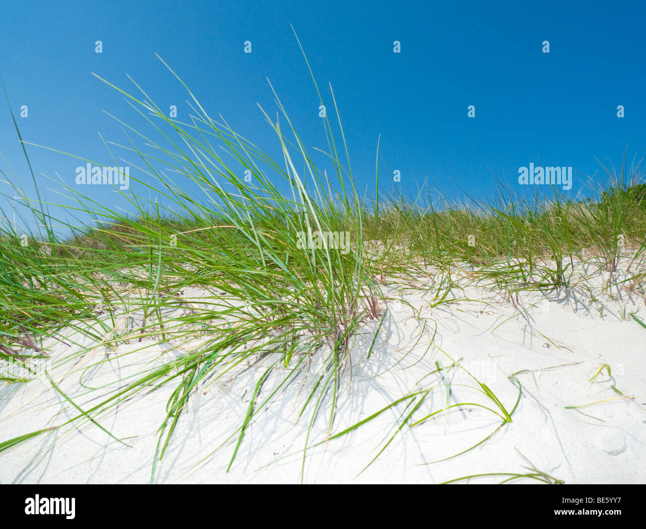 Marram gras hi-res stock photography and images - Alamy
