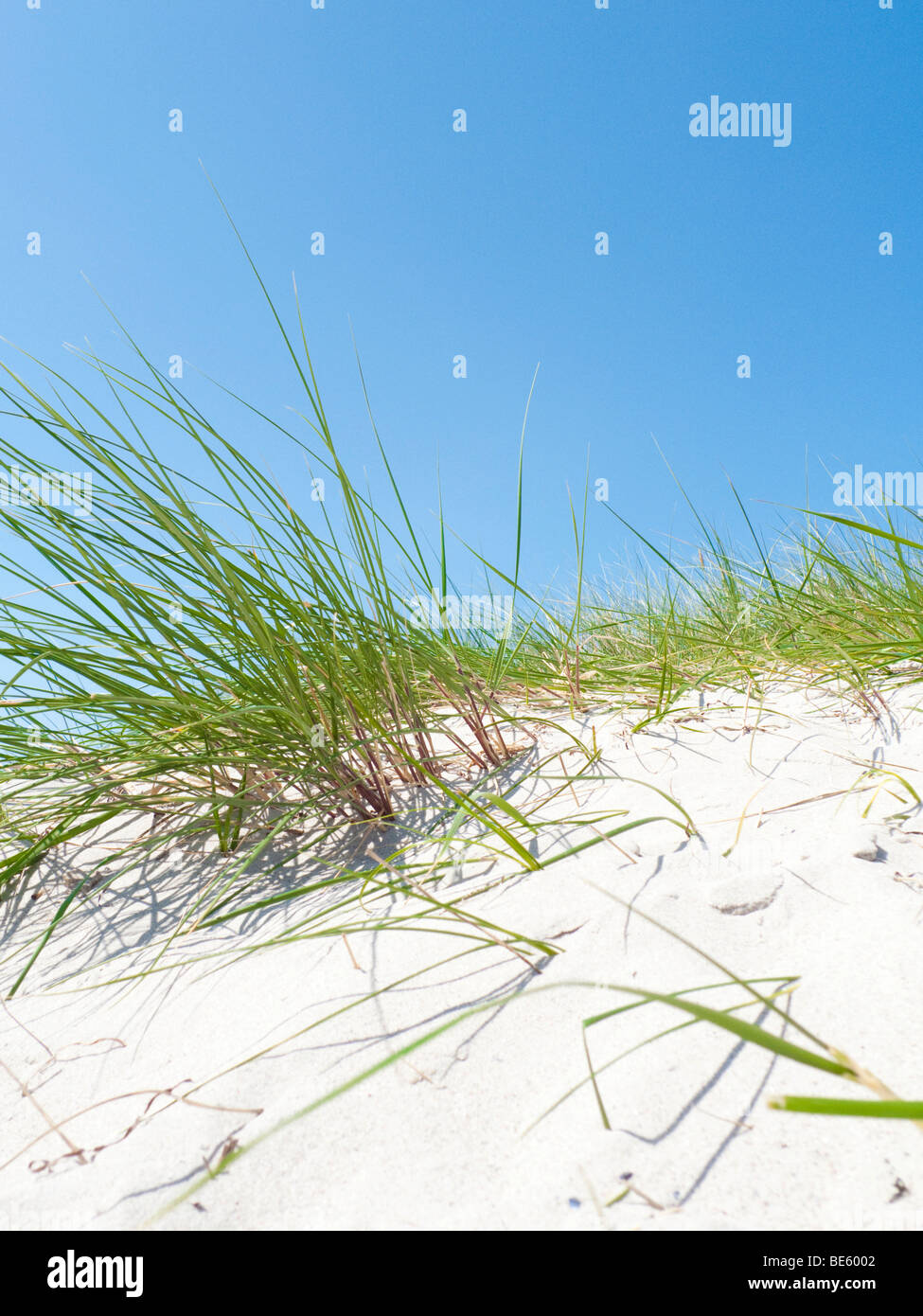 Marram gras hi-res stock photography and images - Alamy