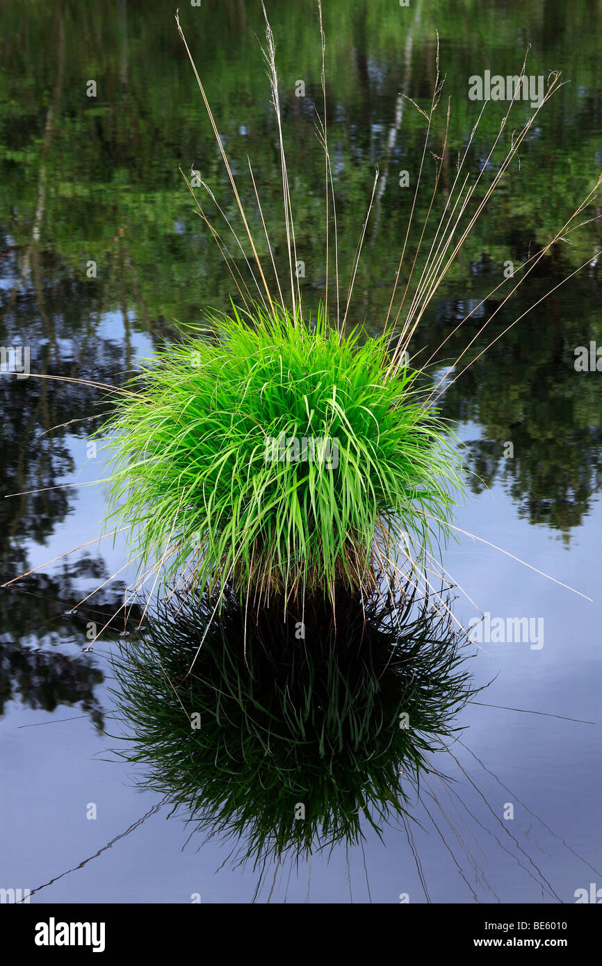 Grass clump in a moor lake with water reflection, Pietzmoor nature ...